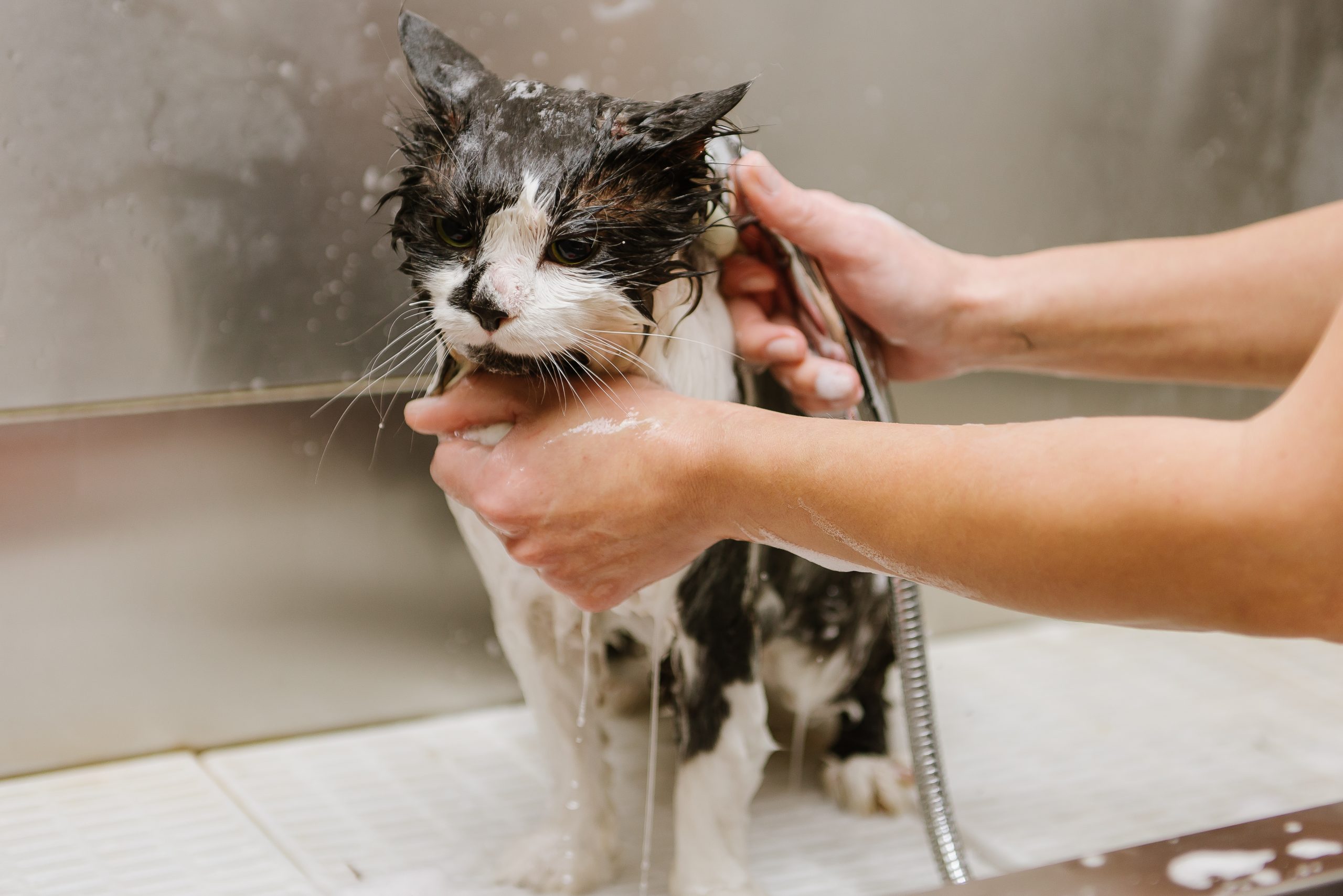 Suma Farm Grooming Facilities - Suma Farm Cat Hotel